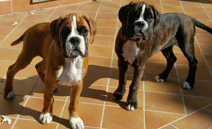 Perchè scegliere un Boxer | Scopri tutto su questa razza